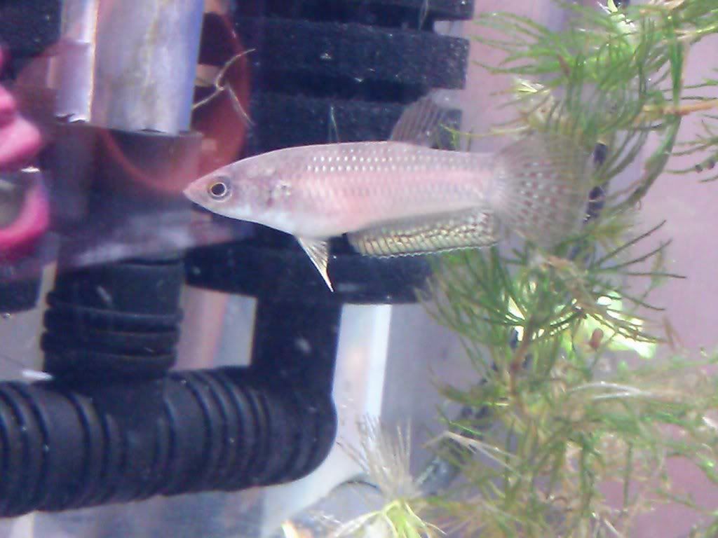 My Wild Bettas | Fish Forum