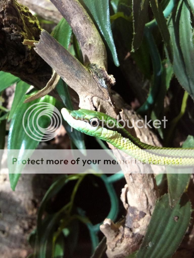 CB13 1.0 Barons Racer (P.Baroni) | Reptile Forums