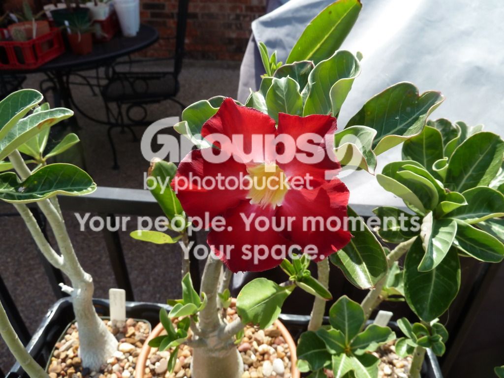 Adenium obesum and arabicum - CactiGuide.com