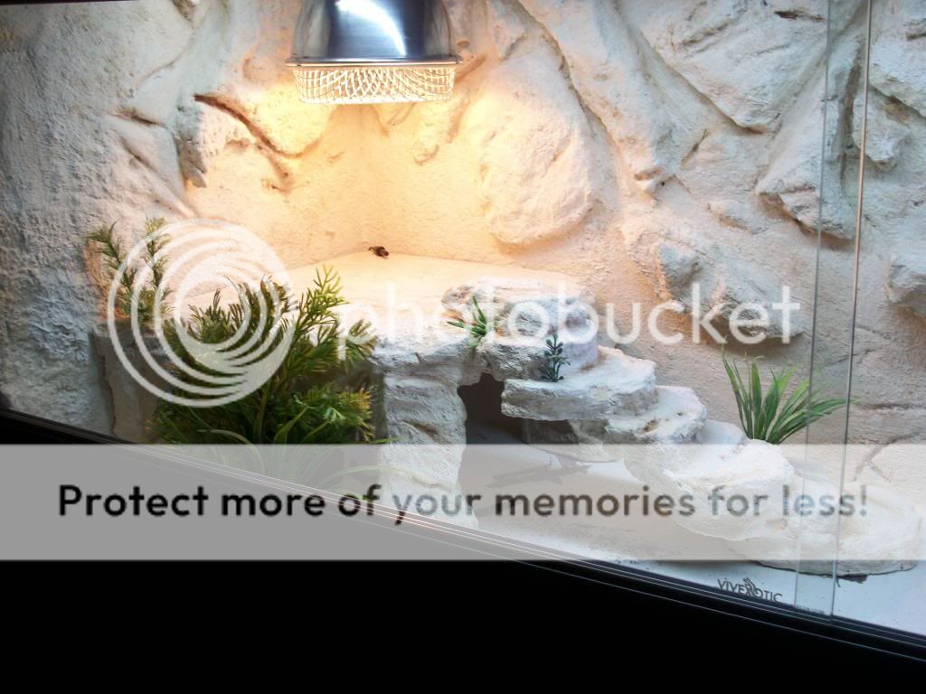 My first custom viv | Reptile Forums