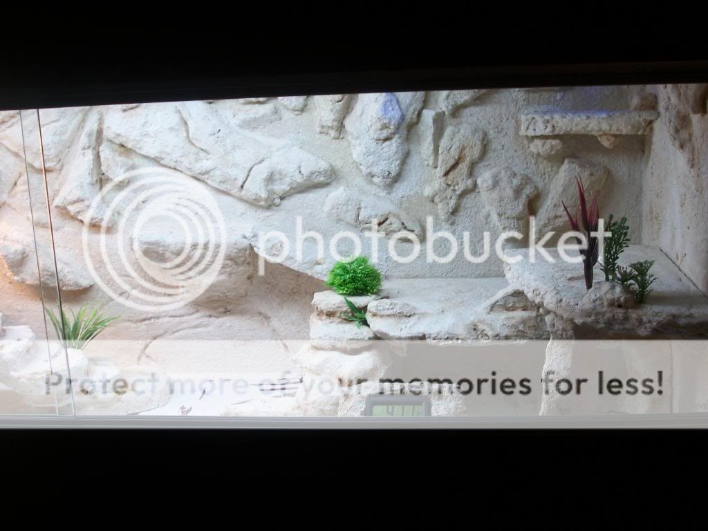 My first custom viv | Reptile Forums