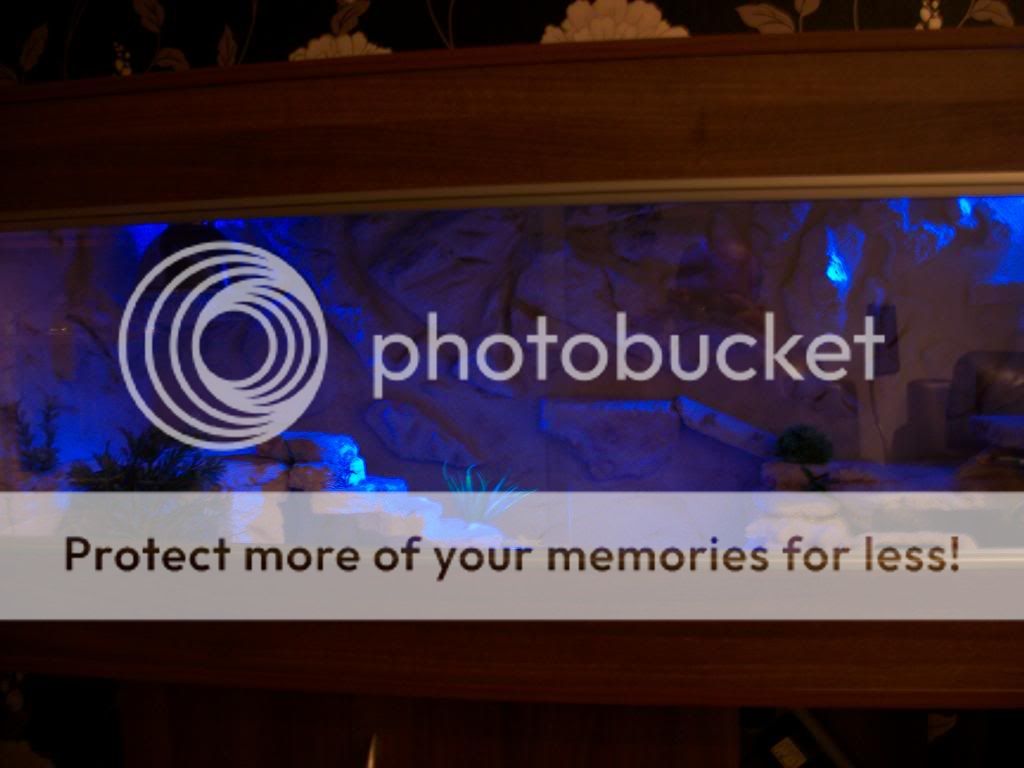 My first custom viv | Reptile Forums