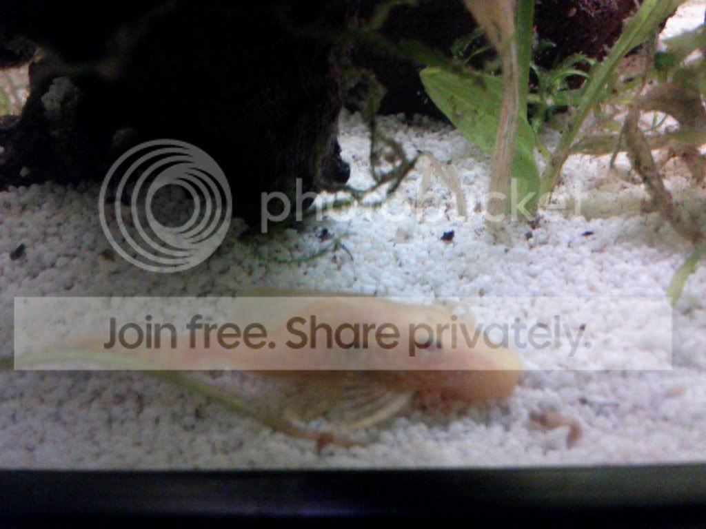 Deformed Tail | Fish Forum