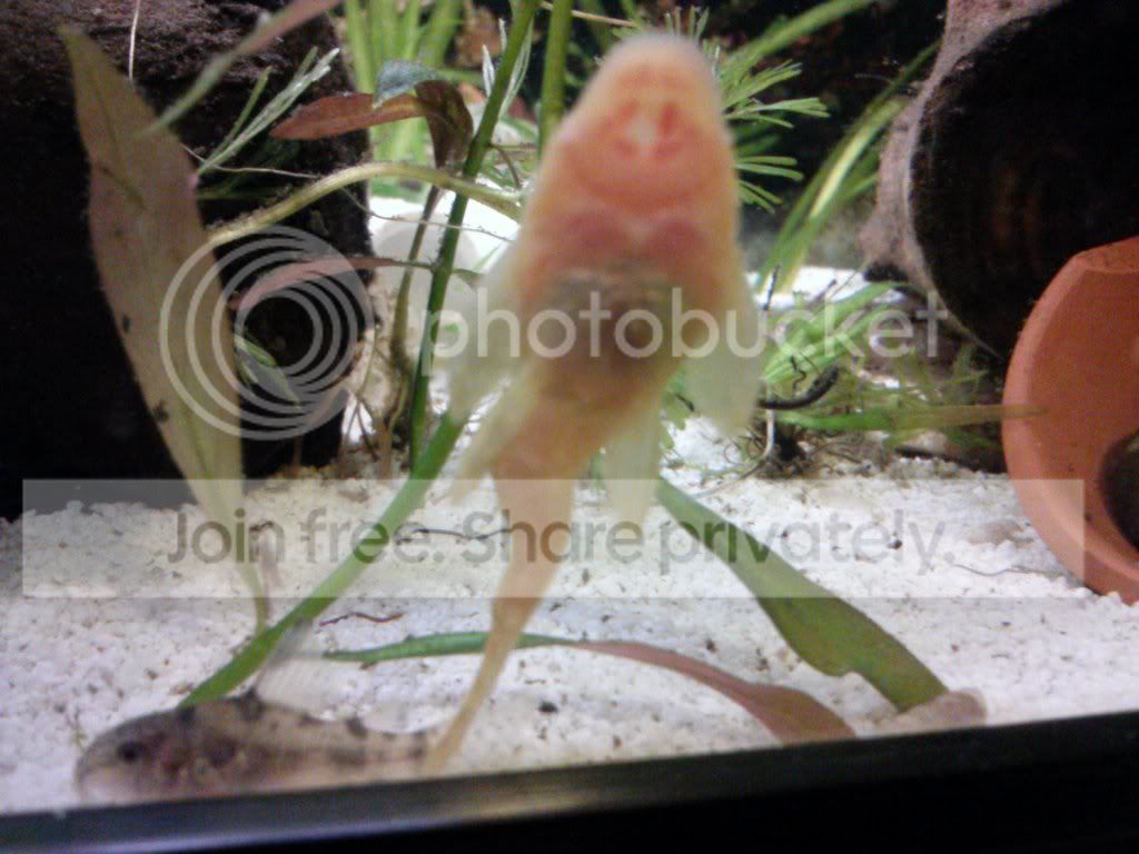Deformed Tail | Fish Forum