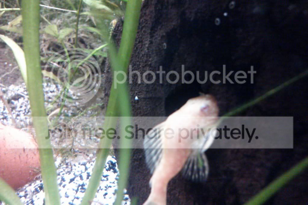 Deformed Tail | Fish Forum
