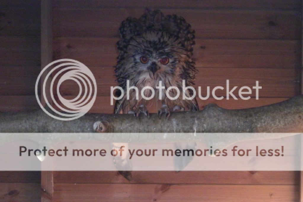 Harris Hawk Advice | Reptile Forums